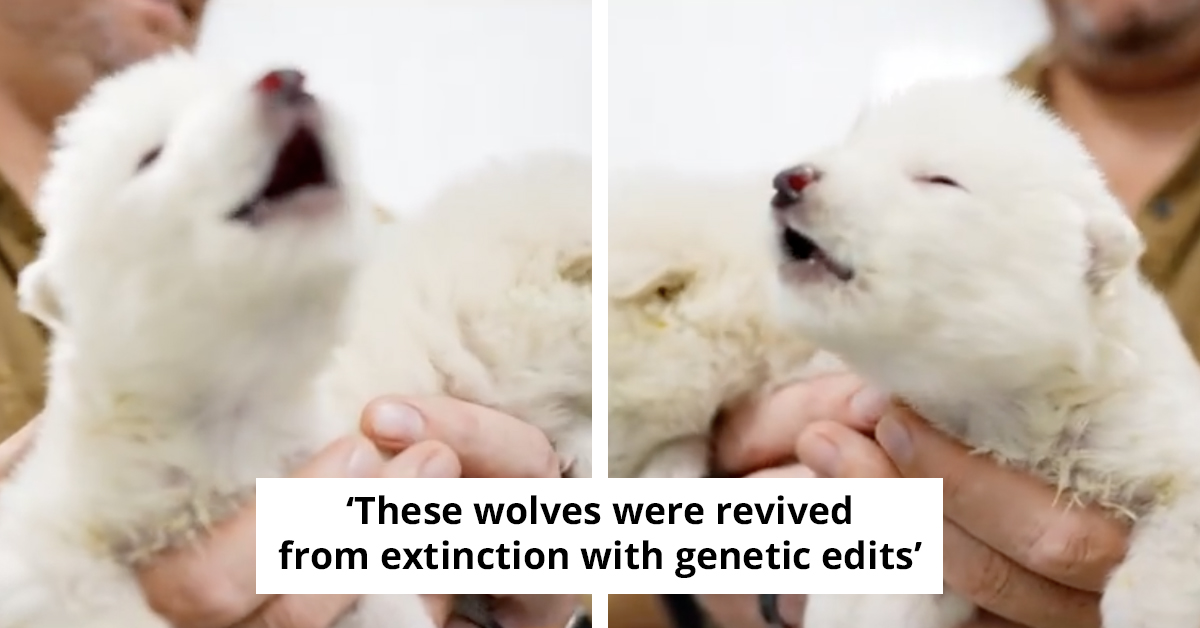 Scientists Revive Dire Wolves After 10,000 Years, CRISPR Breakthrough
