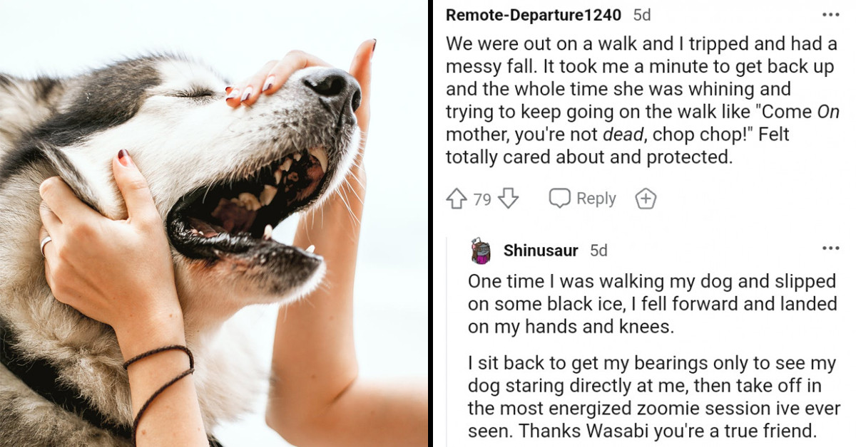 Redditors Share The Most Hilariously Selfish Things Their Dogs Have ...
