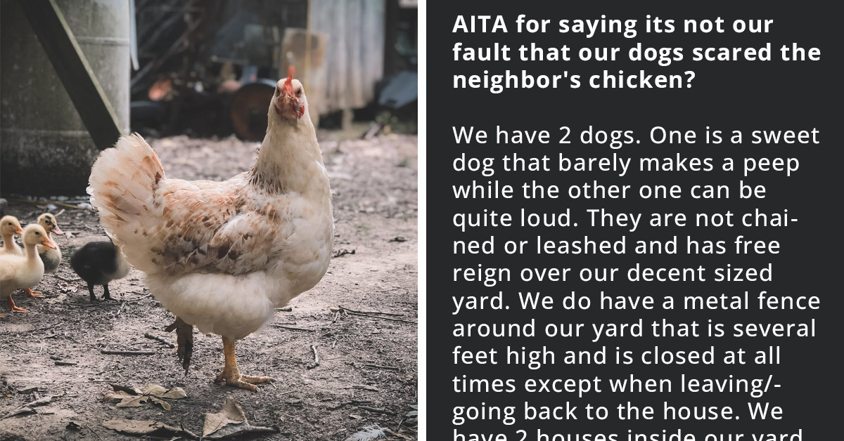 Neighbor Screams Bloody Murder After His Chicken Went Into Redditor's ...