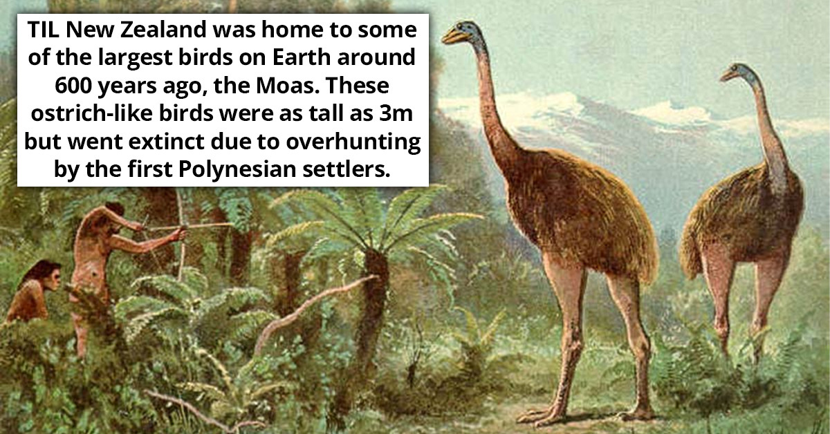 New Zealand Was Home To Moas, One Of The Largest Birds On Earth Around ...