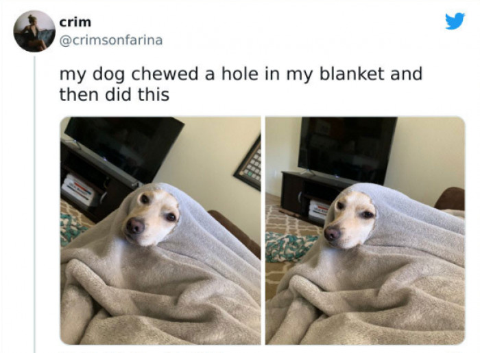 50 Hilarious and Heartwarming Posts That Prove Why Dogs Are the ...