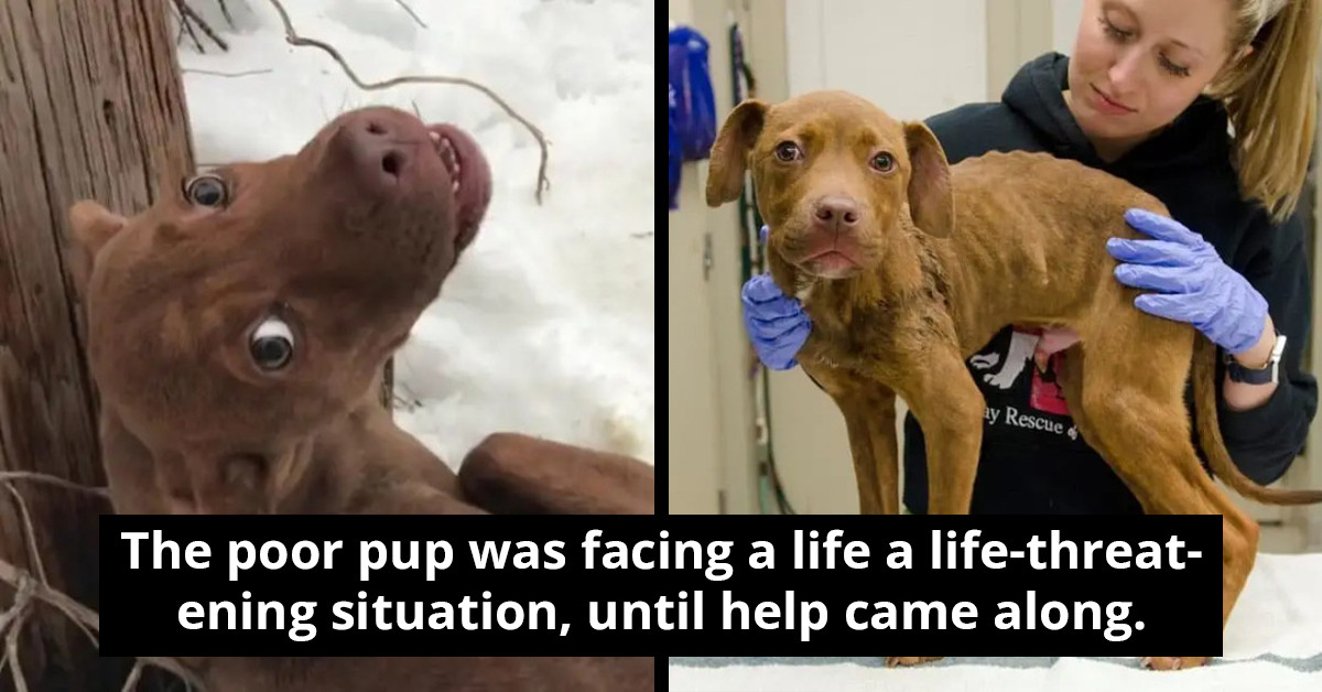 Lone Woman Traces Mysterious Cry, Only To Discover A Wounded Puppy ...