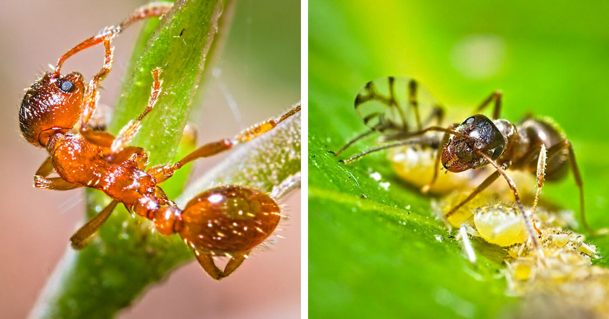 25 Photos About The Secret And Interesting Life Of Ants Have Been ...