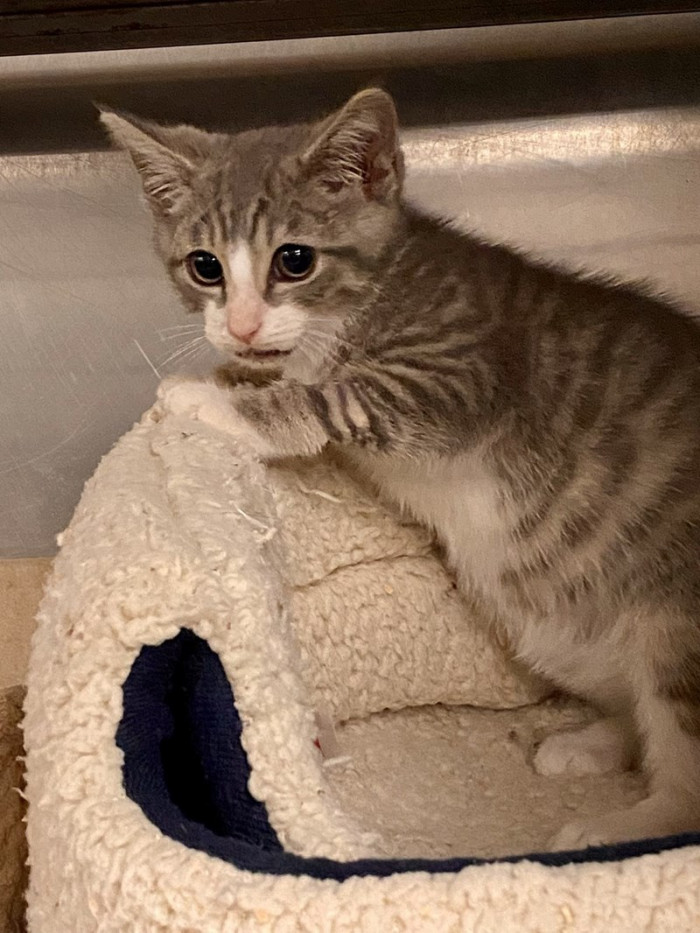 Rescued Tabby Kitten Was Given The Name "Steven Tyler" Due To A Facial ...