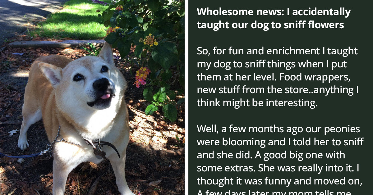 We Should Take Our Cue From This Dog Who Literally Stops And Smells The ...