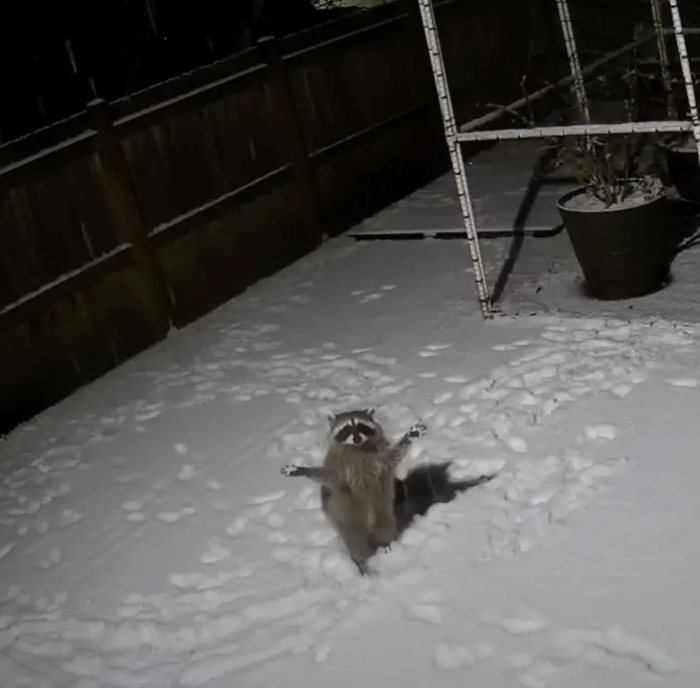 This Raccoon's Adorable Response To Falling Snow Suggests It's His ...