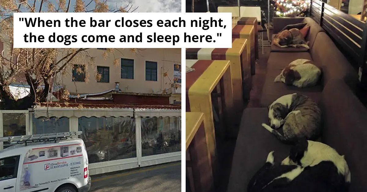 Coffee Shop Welcomes Stray Dogs To Stay Warm On Cold Winter Nights