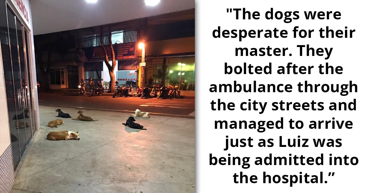 Six Loyal Dogs Chase Ambulance, Wait All Day for Luiz