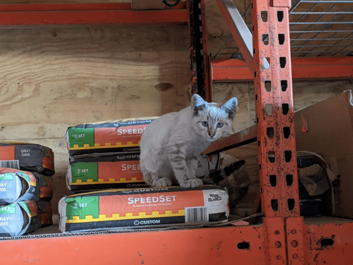 It's Time To Chill And Take A Look At 21+ Purrfect Cats Who Don't Need ...