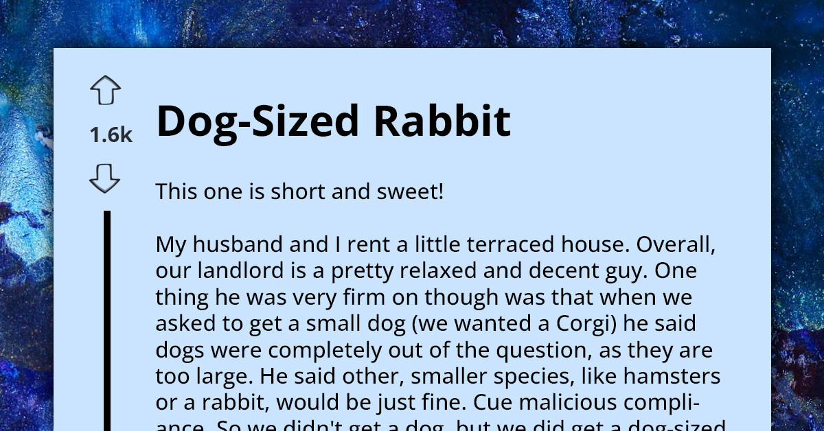 Tenants Told "No Dogs" But Rabbit Would Be Fine So They Settle On Dog ...