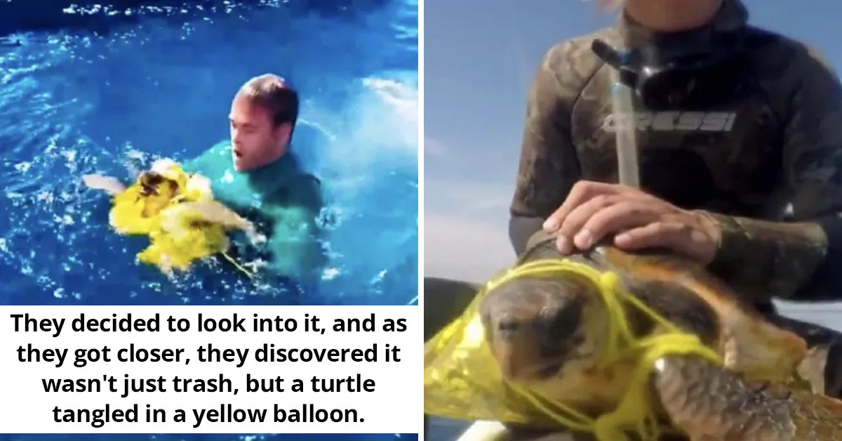 Turtle Entangled In A Balloon In The Middle Of The Ocean Gets Rescued ...