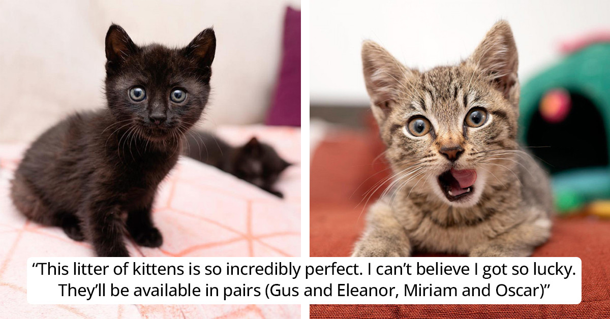 Slippery Kitten Eludes Rescuers for Quite Some Time, but They Finally ...