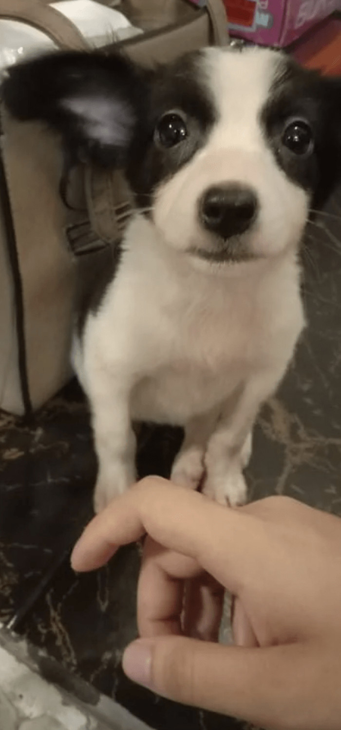 13 Heartwarming Transformation Photos And Stories Of Dogs Who Were ...