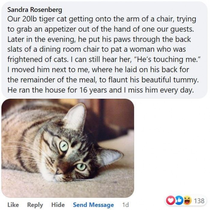 12 Priceless And Hysterical Moments Of Pets Embarrassing Their Owners ...