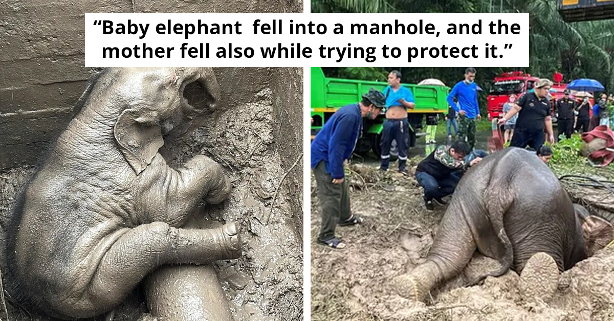 Dramatic Video Captures Rescue Of Baby Elephant And Mother In Thai ...