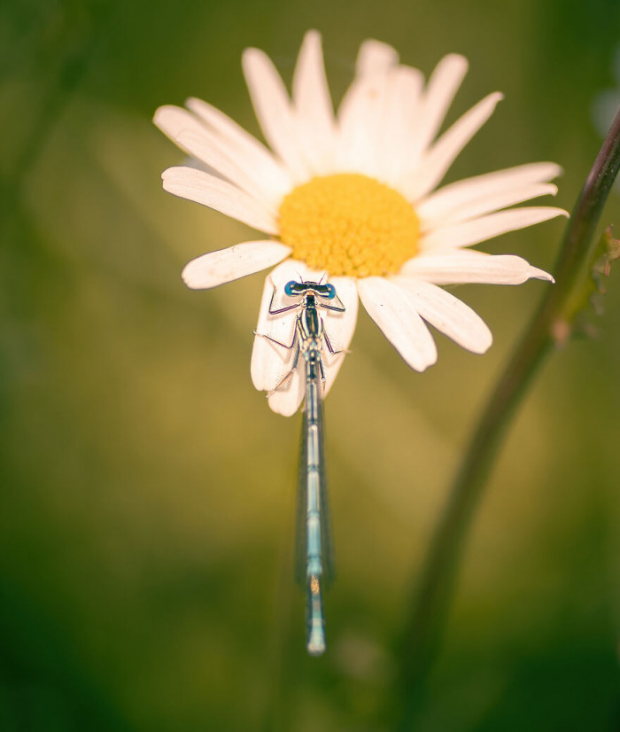 Belgian Natural Photographer Shares 23 Wonderful Photos Of Insects ...