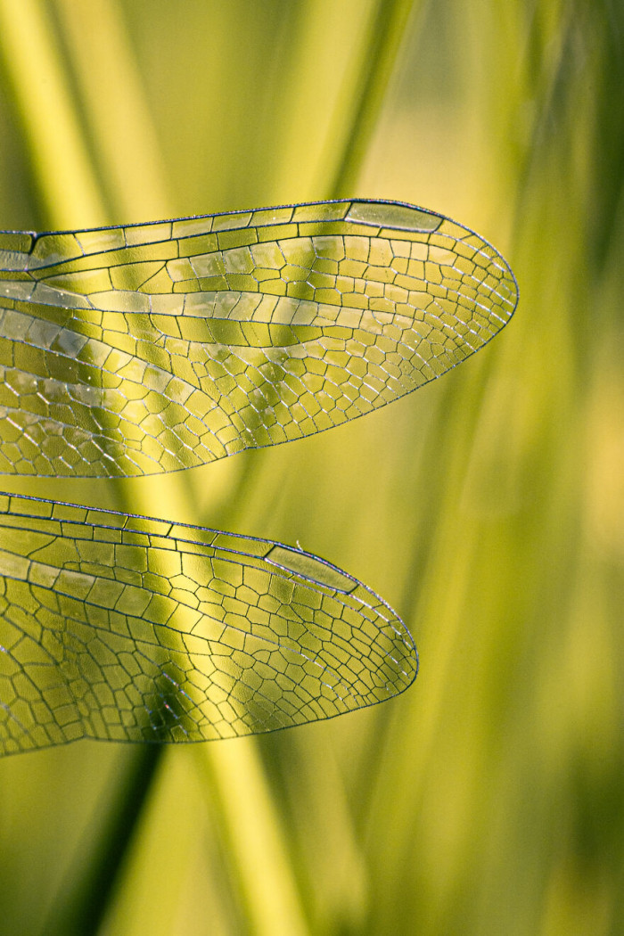 Belgian Natural Photographer Shares 23 Wonderful Photos Of Insects ...