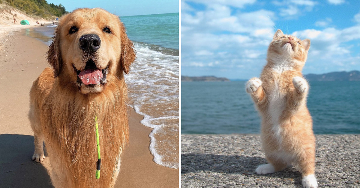 Start Your Day With A Smile By Scrolling Through These 15 Uber Cute ...