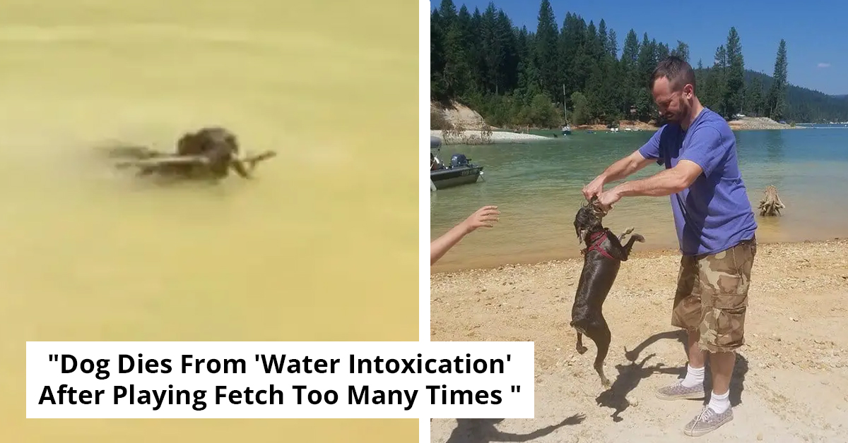 Family Warns of Hidden Danger After Dog Dies Following Common Game with ...