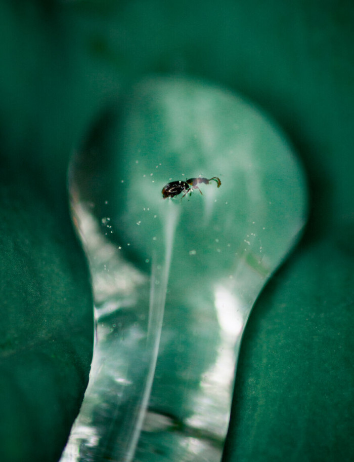 Belgian Natural Photographer Shares 23 Wonderful Photos Of Insects ...