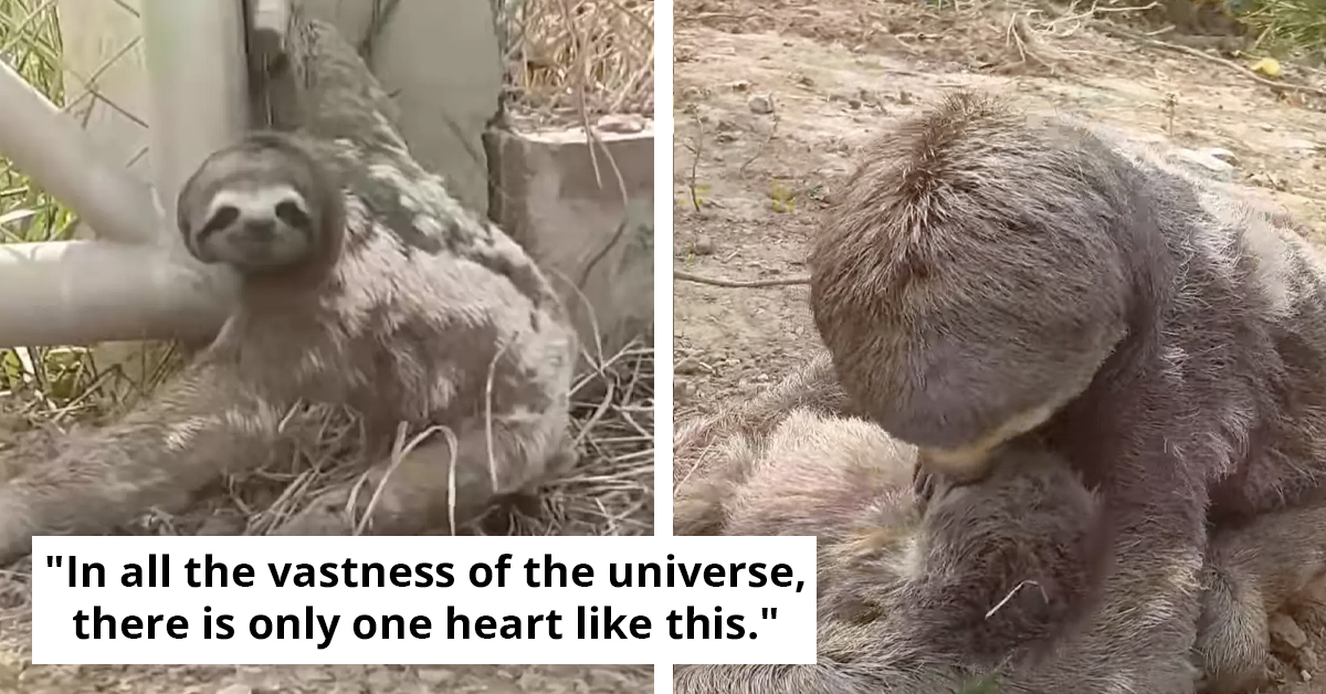 Mother Sloth Joyfully Reunites with Lost Baby After Heartbreaking ...