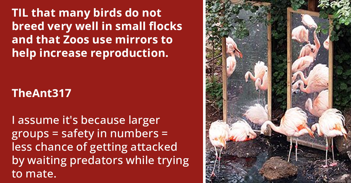 Zoos Use Mirrors To Make Birds Think There Are More Of Them Because ...