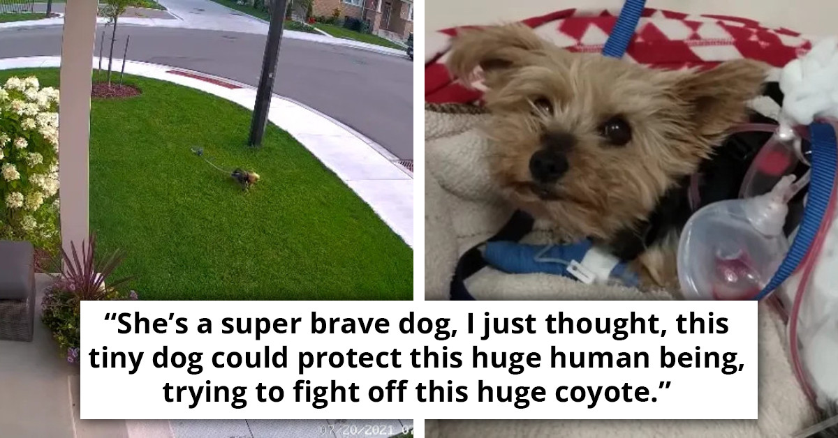 Viral Video Shows the Heroic Moment Little Yorkie Defends His 10-Year ...