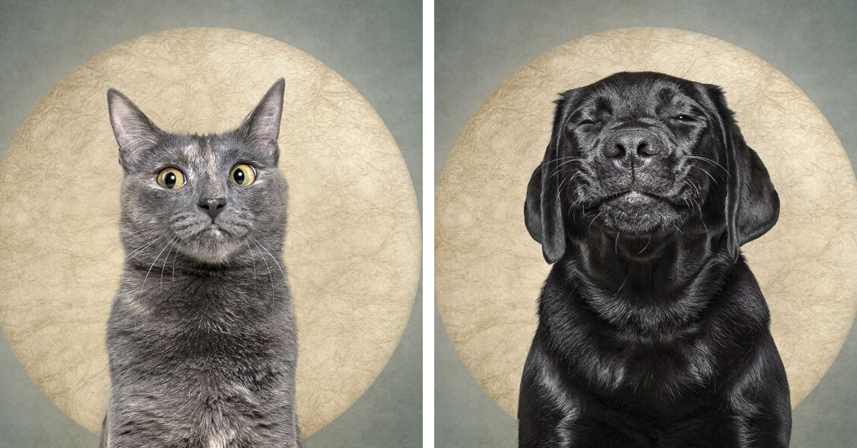 20 Funny Dog Photos And One Guilty-Looking Cat