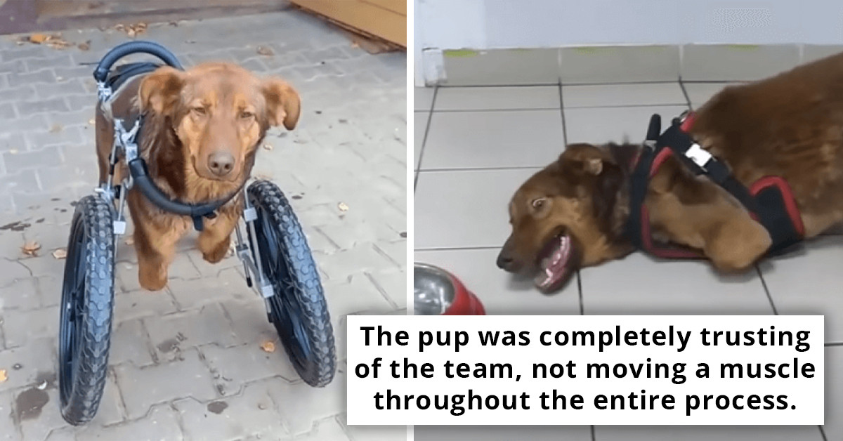 Disabled Puppy Sheds Tears After Being Loved and Cherished for the ...