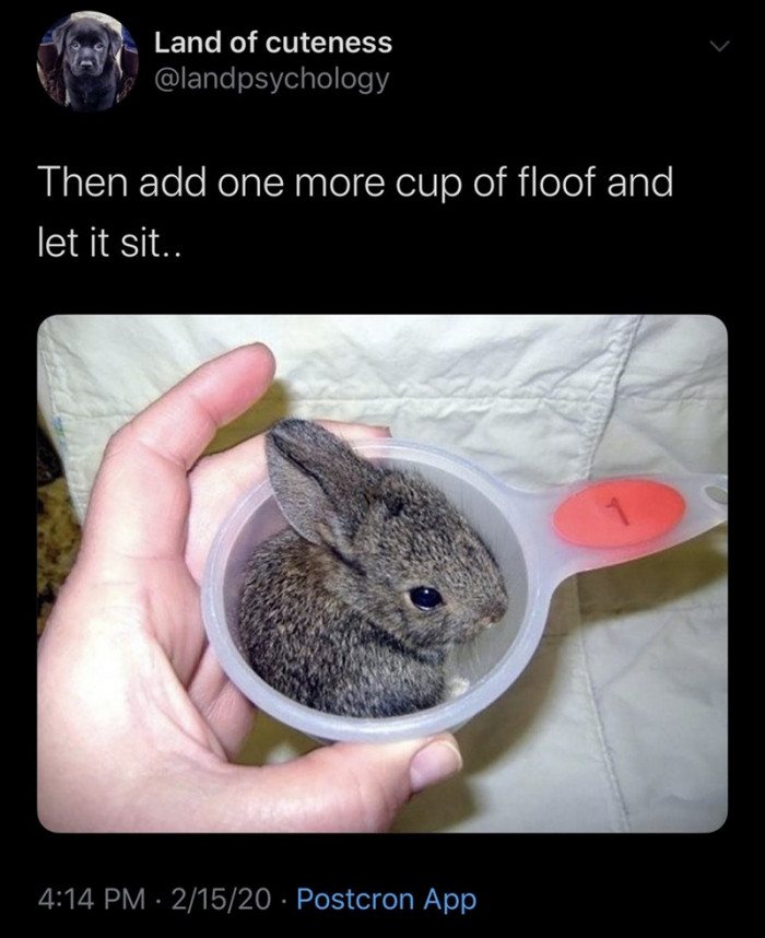 Mid-Week Animal Memes That Can Cure Your Soul