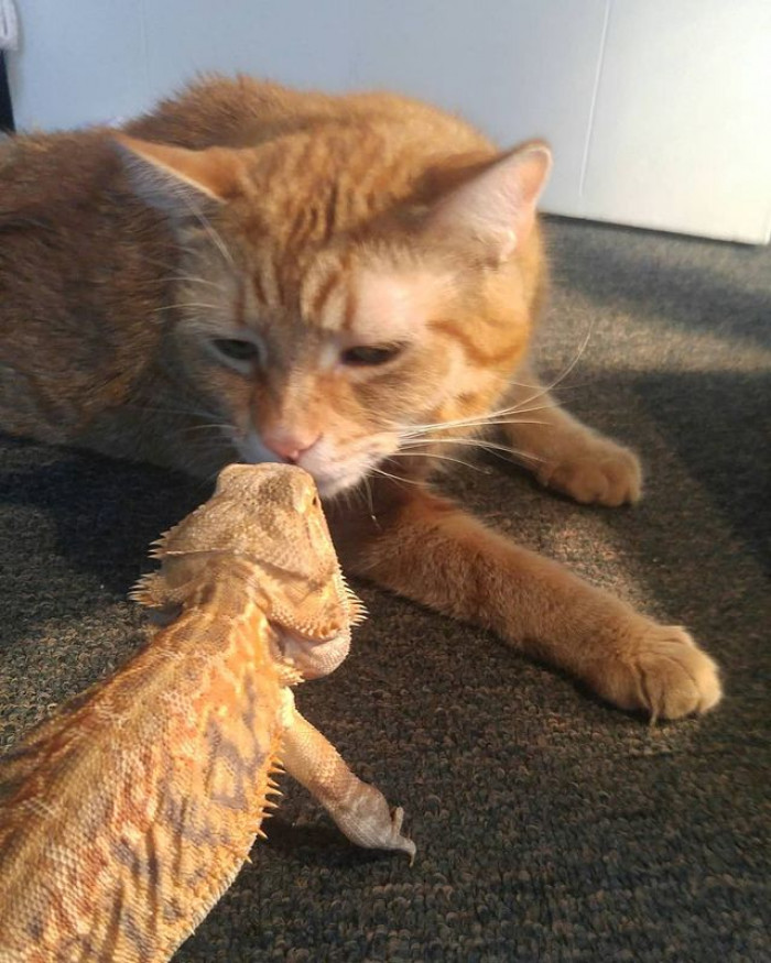 16 Times Cats And Lizards Formed An Unlikely Relationship That Will ...