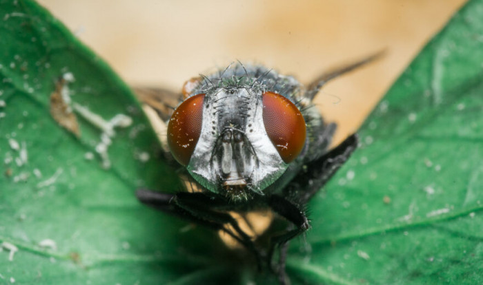 Belgian Natural Photographer Shares 23 Wonderful Photos Of Insects ...