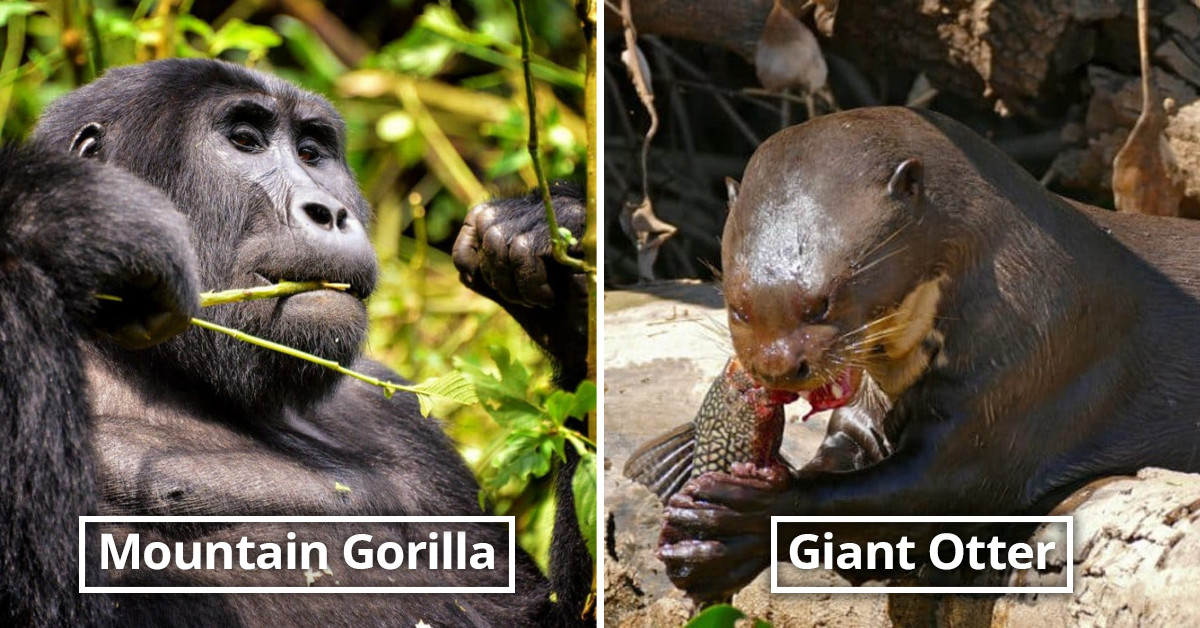 18 Rare Animals Near Extinction Still Found Today