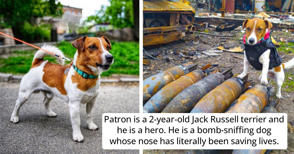 Ukrainian President Awards a Medal to a Bomb-Sniffing Service Dog for ...