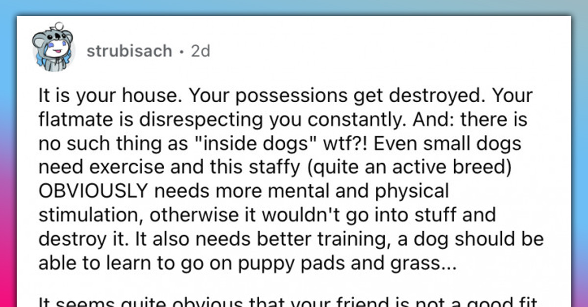Housemates Clash Over Untrained Dog’s Bathroom Mess