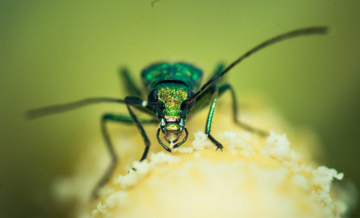 Belgian Natural Photographer Shares 23 Wonderful Photos Of Insects ...