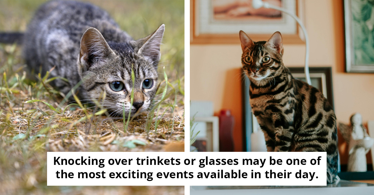 Why Cats Knock Over Water Glasses, Pens, and Plants