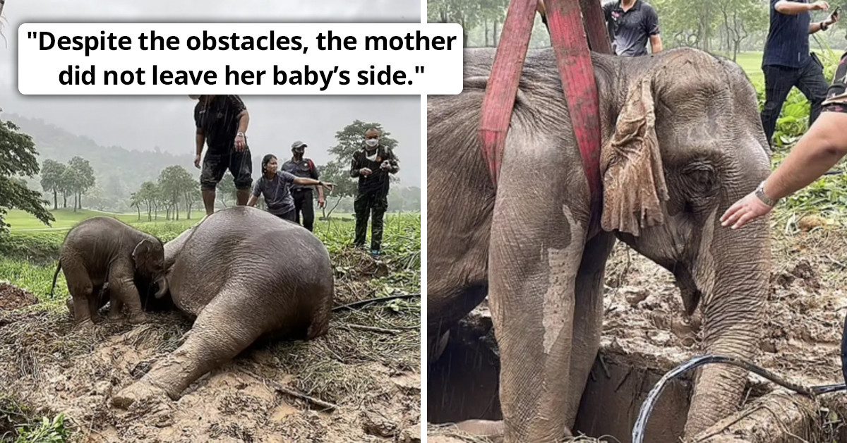 Vets Perform CPR On Mother Elephant As Her Worried Baby Watches On