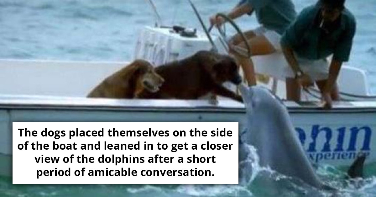 Wild Dolphin Swims to Boat for Slow-Motion Kiss With Puppy Dog Friend
