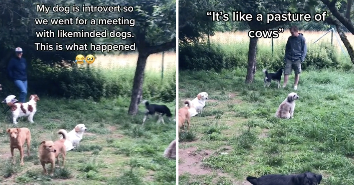 Viral Video Of World’s Most Awkward Dog Party Shows Pawrents Bringing ...