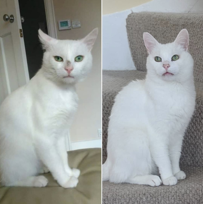 Adopting Cats Saves Husband And Wife From Dealing With His Overbearing ...