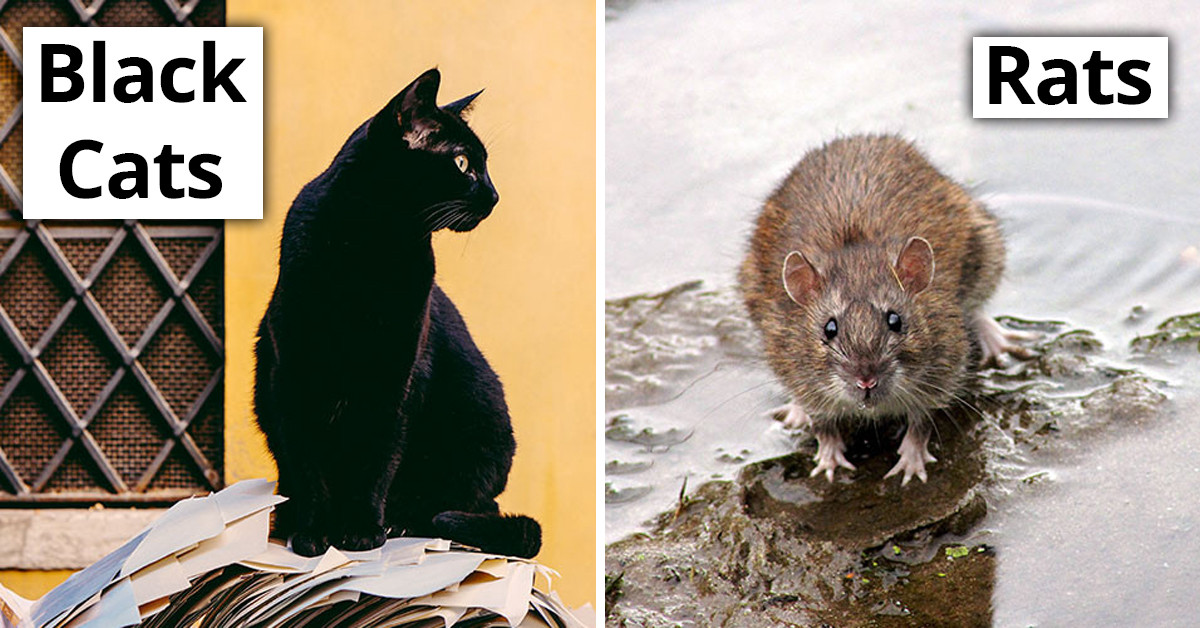 Online Thread Reveals 30 Animals People Don’t Like Or Are Afraid Of ...