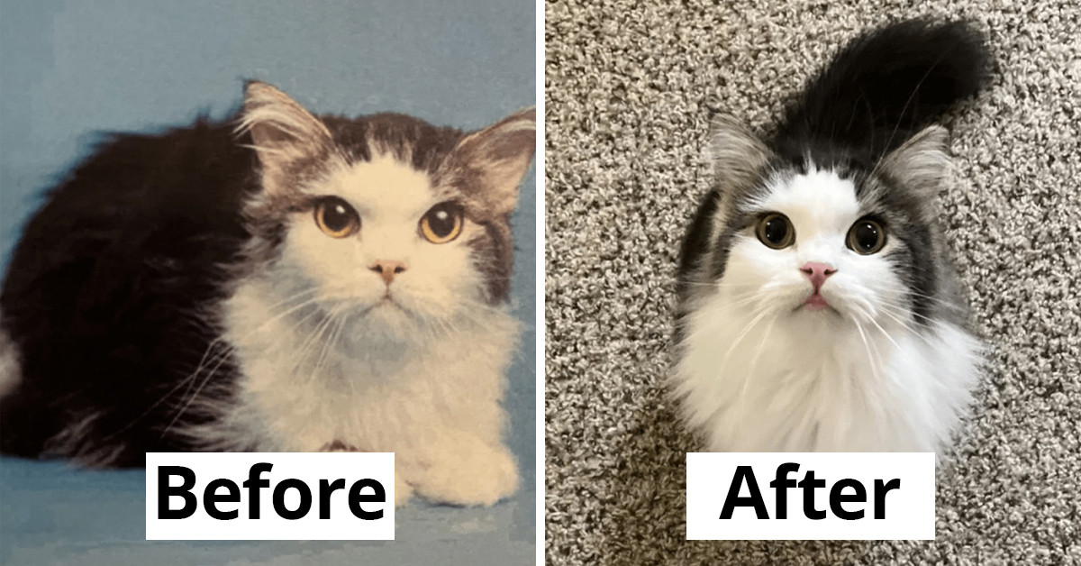 15 Transformational Photos Of Street Cats Before And After They Were ...