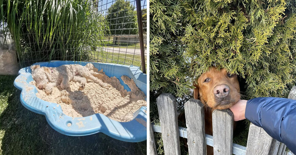 50 Adorable Times People Shared The Best Unexpected Dog Encounters In ...