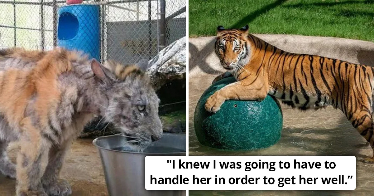A Circus Tiger Cub That Had Been Badly Neglected Gets Rescued And Makes ...