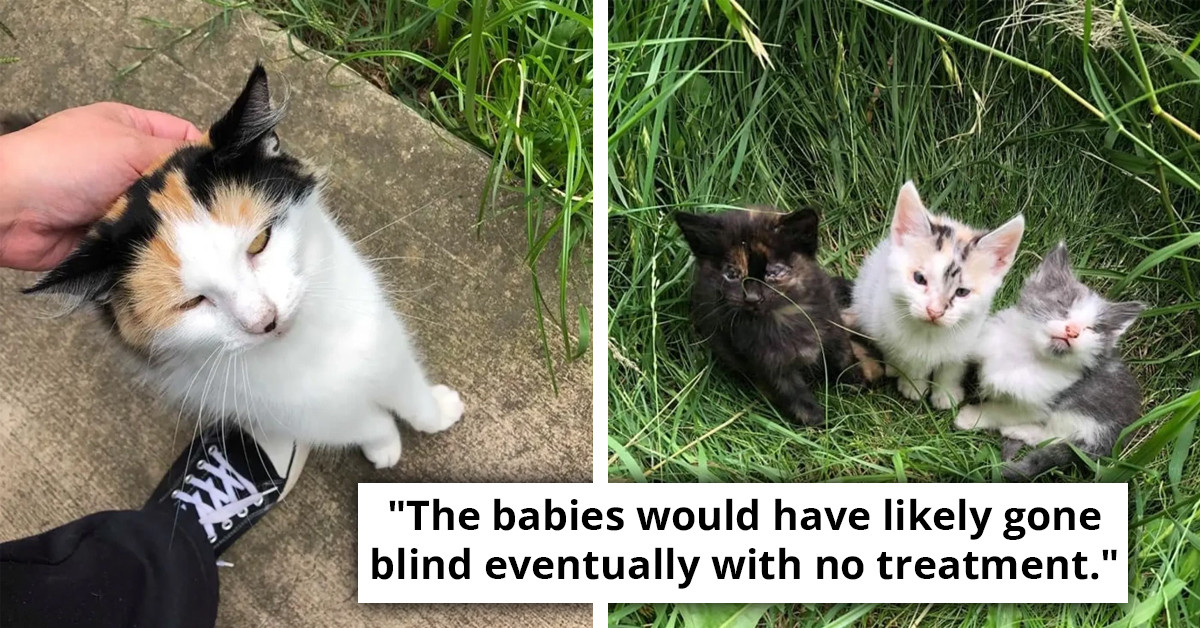 Stray Cat Seeks Out Stranger, Guides Her to Help Her Vulnerable Kittens