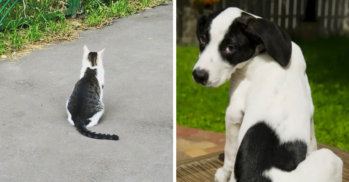 17 Pets With Unique Fur Markings, From Mustache Cats to Swirly Tails