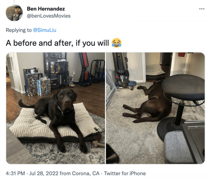 15 Sleepy Doggos Who Had Way Too Much Fun At The Park And Exhausted All ...