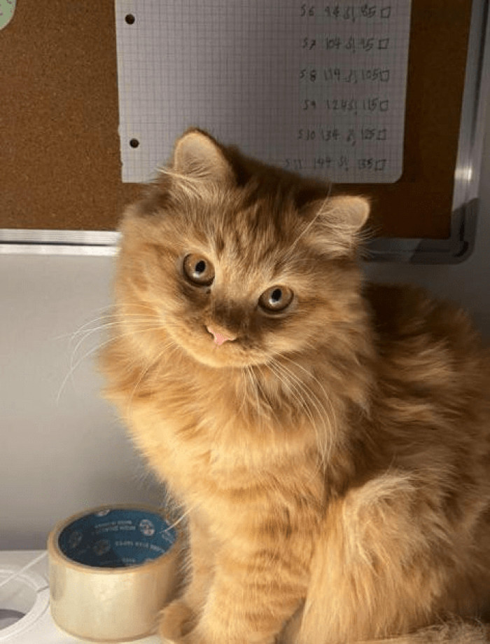 17 Adorable Pictures Of Incredible Cats That’ll Soothe Your Agitated Nerves