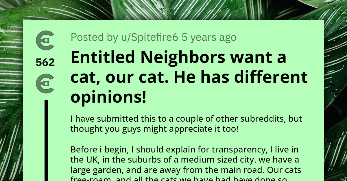 Redditor Shares How Entitled Neighbors Stole Their Cat Only to Dump Him ...